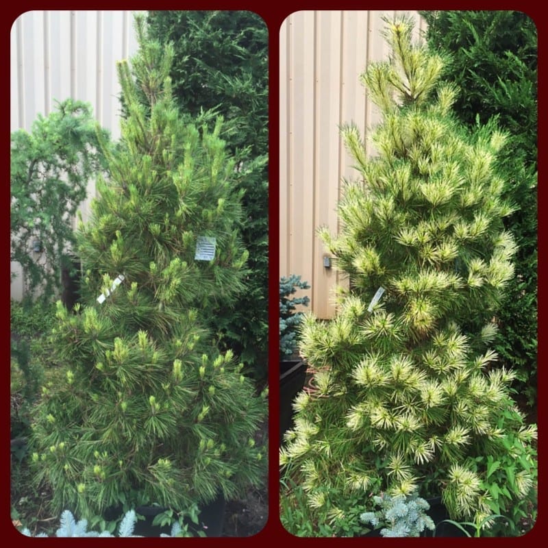 Dragon Eye Pine, the Summer Pine Tree | Wiesner Bros. Nursery Inc.