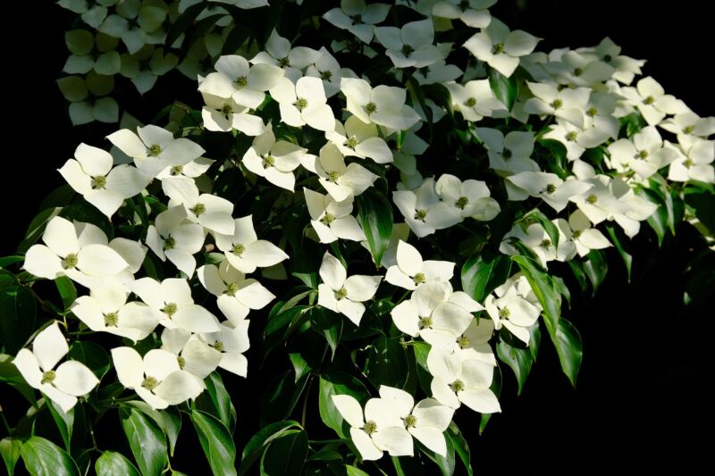 A Guide to Dogwood Trees | Wiesner Bros. Nursery Inc.